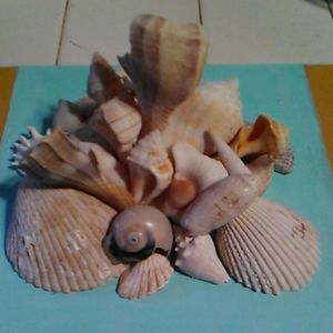 Accents | Recycled Cigar Box Mint Green With Shells | Poshmark